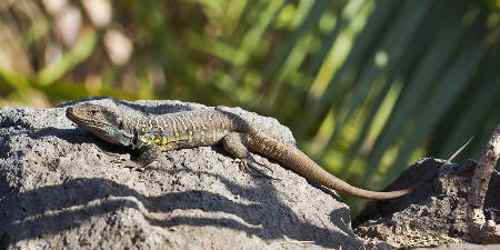 Fauna de Gran Canaria